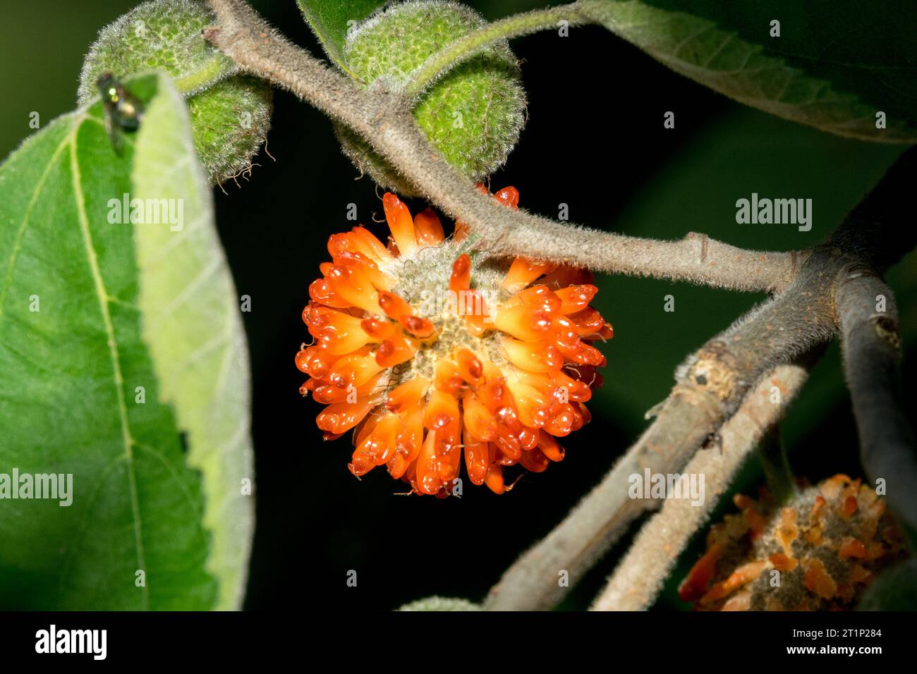 Paper Mulberry, Broussonetia papyrifera, Edible, Fruit Stock Photo - Alamy