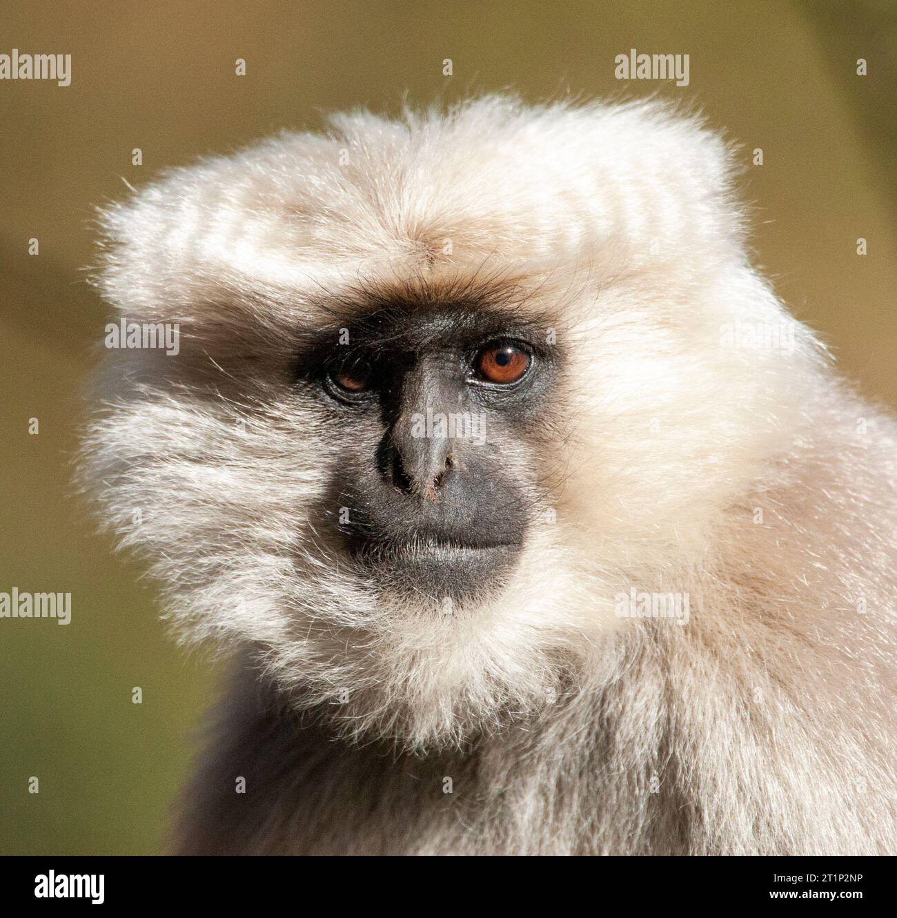 Closeup of a Nepal Grey Langur (Semnopithecus schistaceus) in the high ...