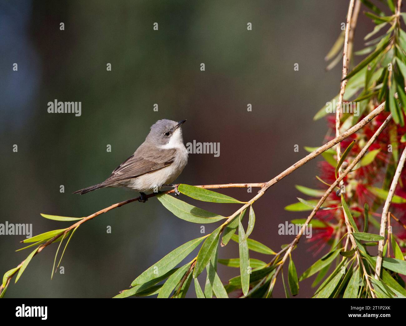 Lesser Whitethroat (Curruca curruca) in Israel Stock Photo - Alamy