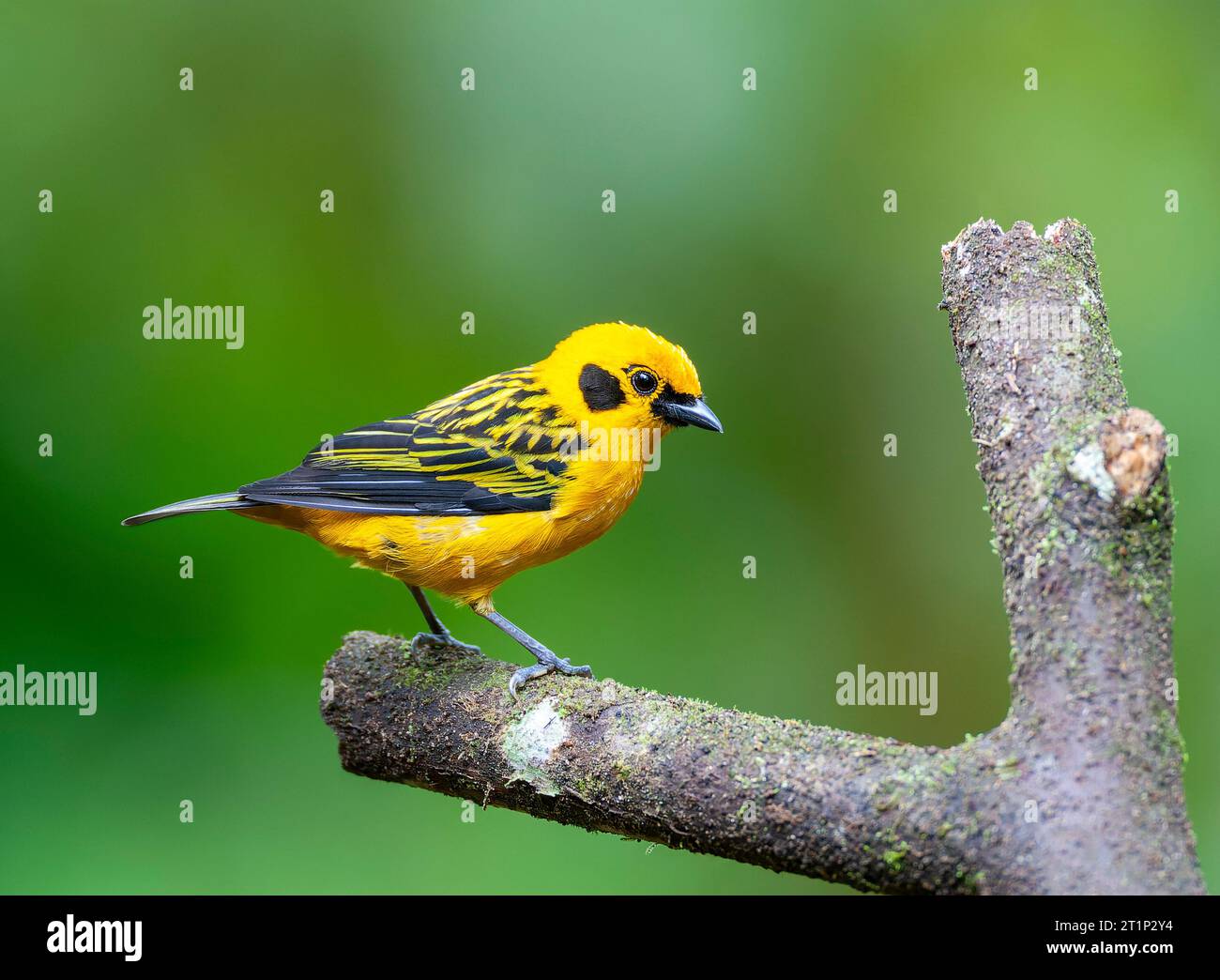 Golden Tanager (Tangara arthus goodsoni) at Milpe in subtropical ...