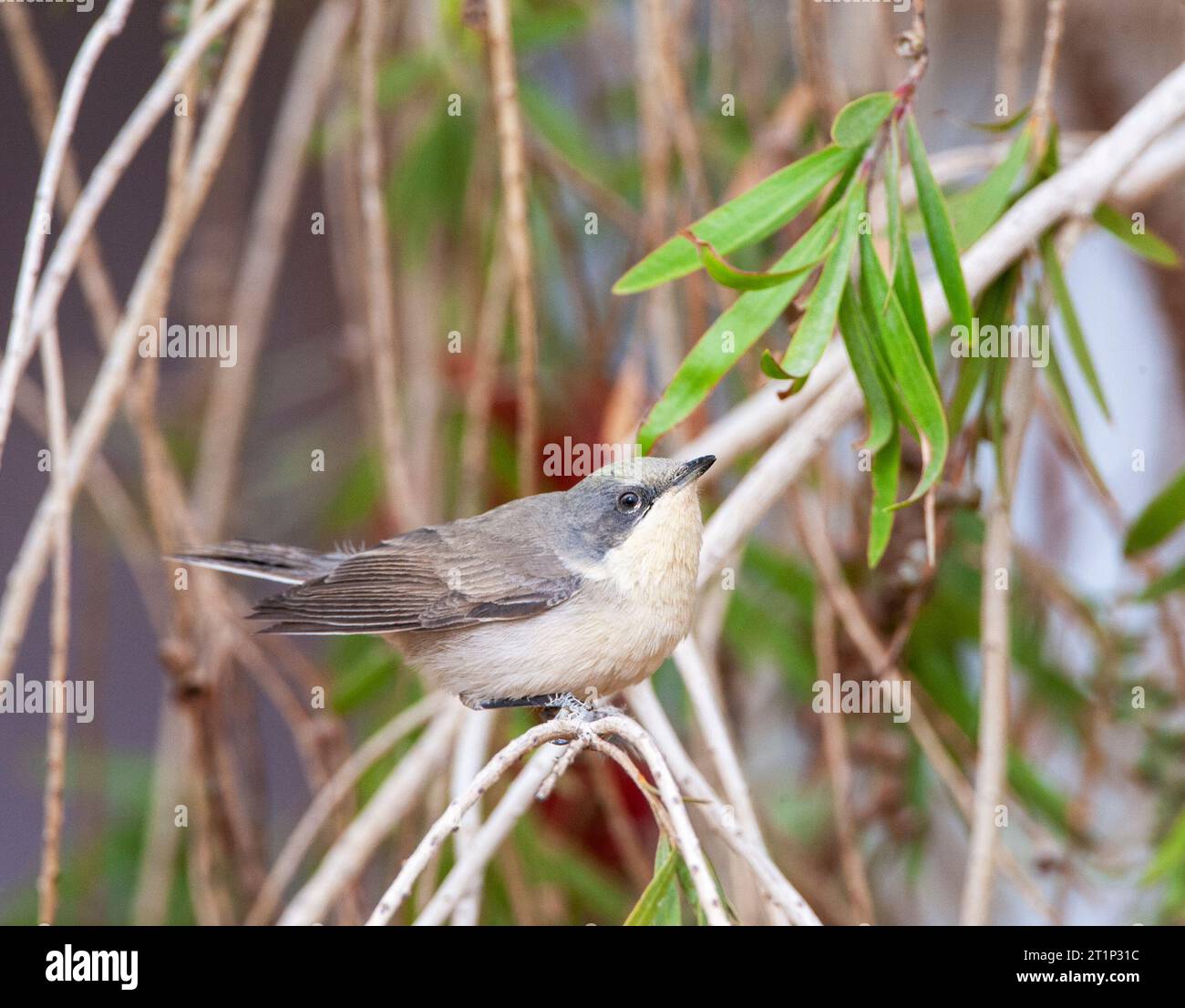 Lesser Whitethroat (Curruca curruca) in Israel Stock Photo - Alamy