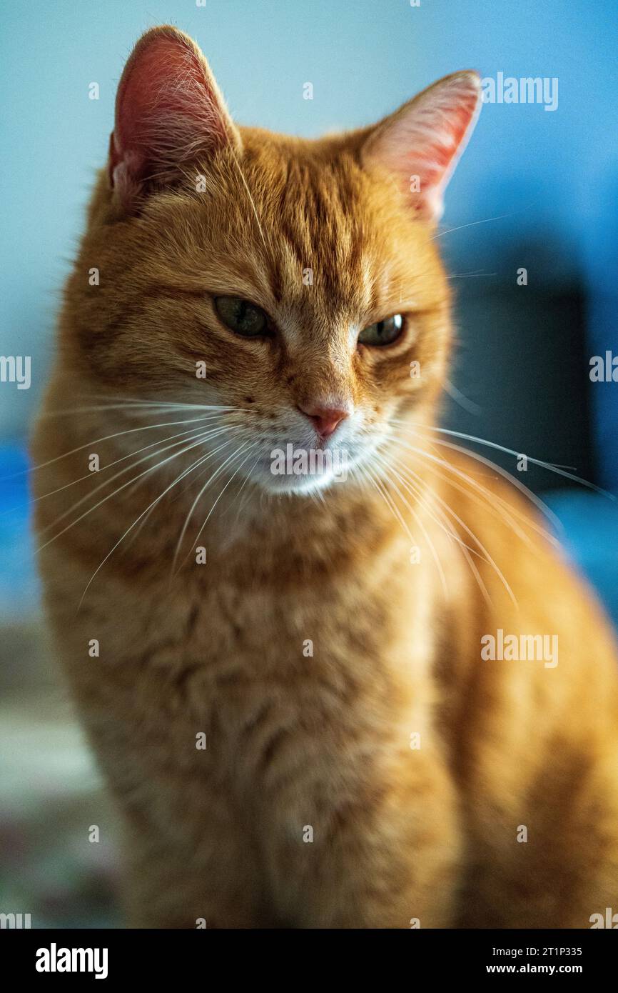 Adult ginger domestic cat hi-res stock photography and images - Alamy