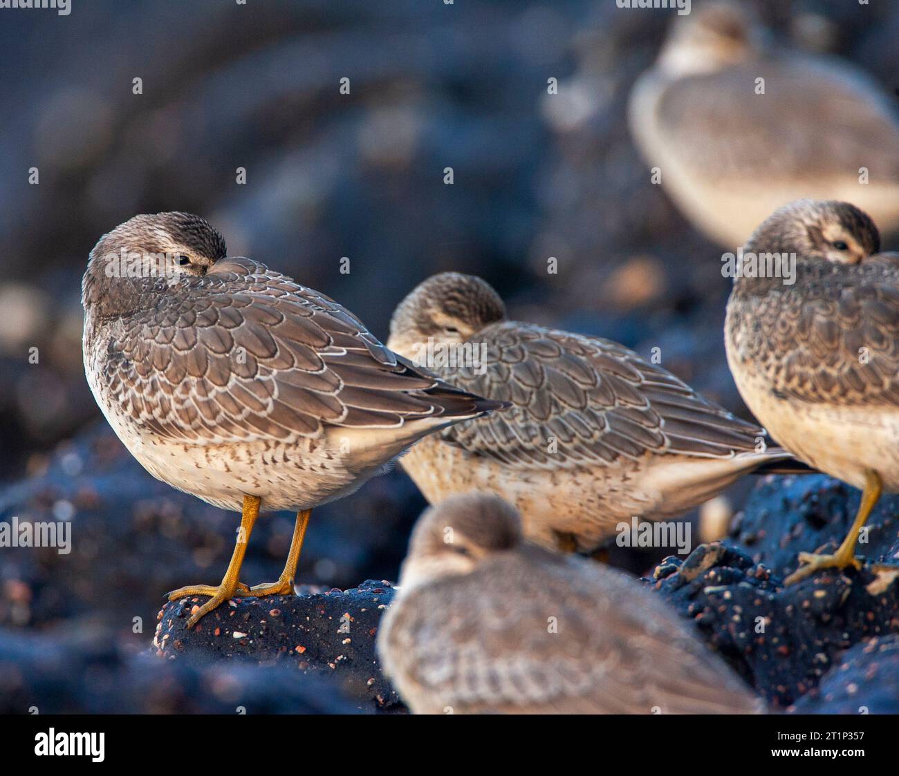 Red Knot (Calidris canutus) at the southern pier of IJmuiden in the ...