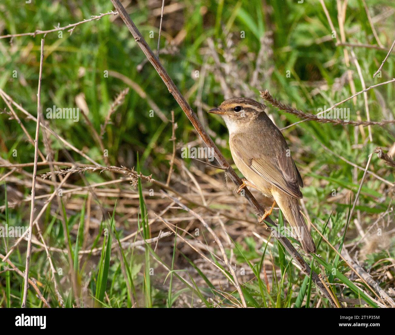 Migrant Radde's Warbler (Phylloscopus schwarzi) during spring migration ...