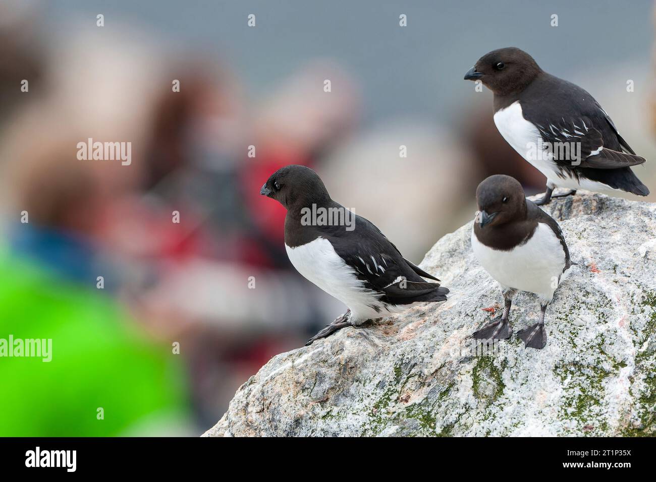 Little Auk (Alle alle) during summer season on Spitsbergen in arctic ...