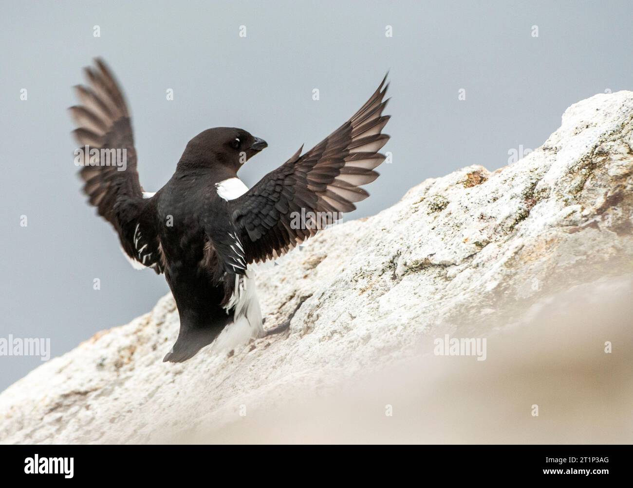 Little Auk (Alle alle) during summer on Spitsbergen, arctic Norway ...