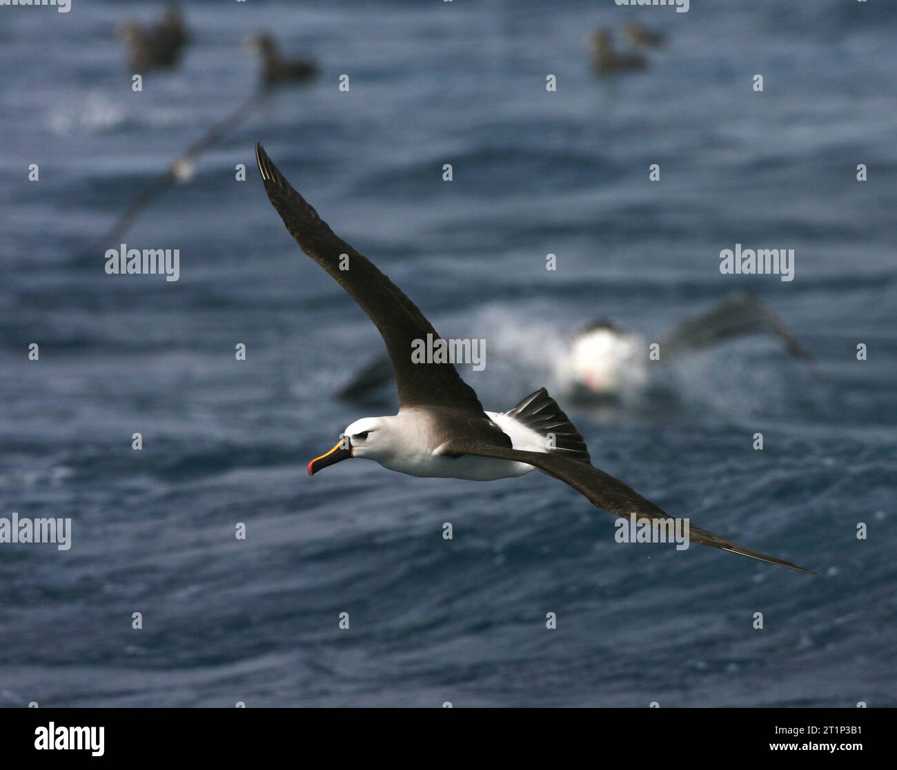 Atlantic yellow nosed albatross hi-res stock photography and images - Alamy