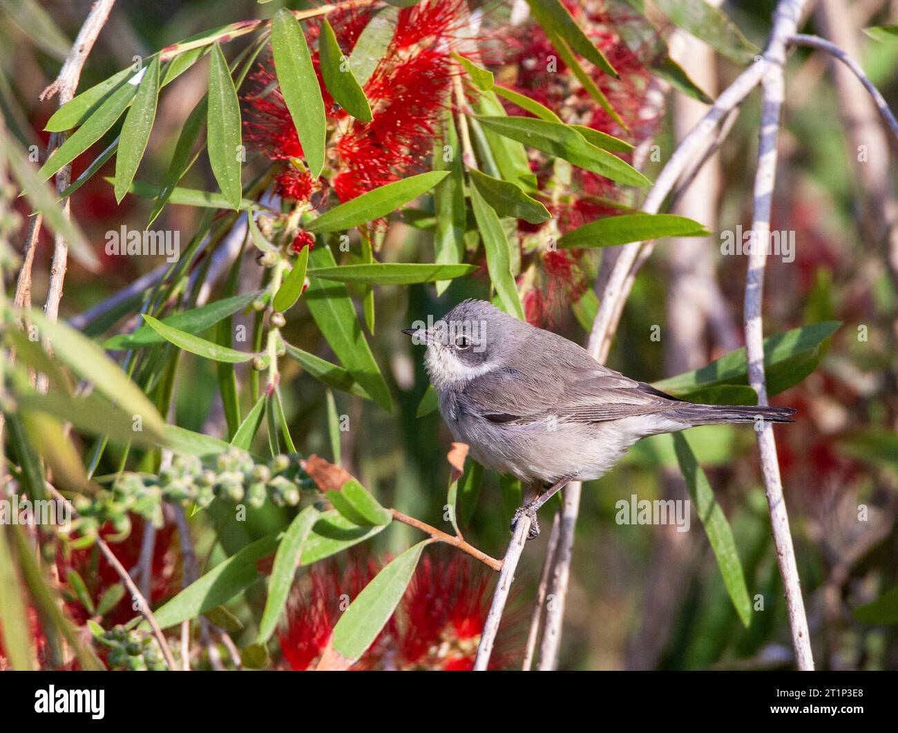Lesser Whitethroat (Curruca curruca) in Israel Stock Photo - Alamy
