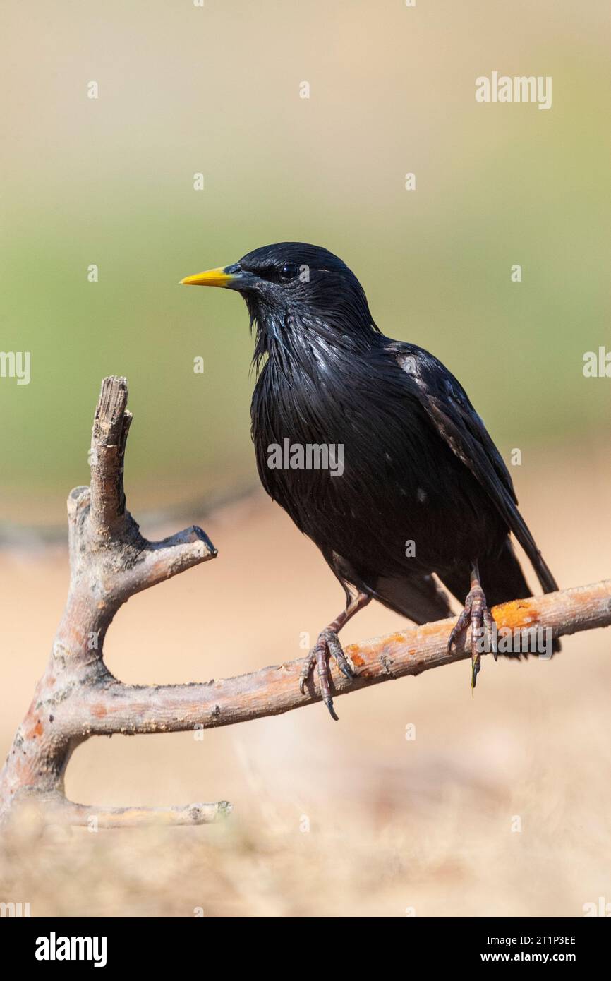 Spotless Starling (Sturnus unicolor) during summer in rural area near ...
