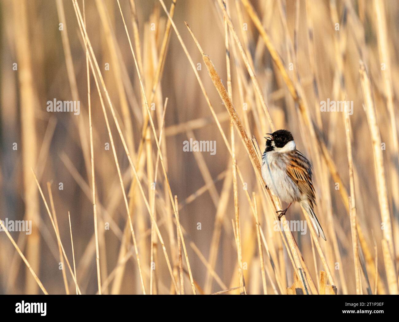 Common Reed Bunting (Emberiza schoeniclus) in the Netherlands Stock ...
