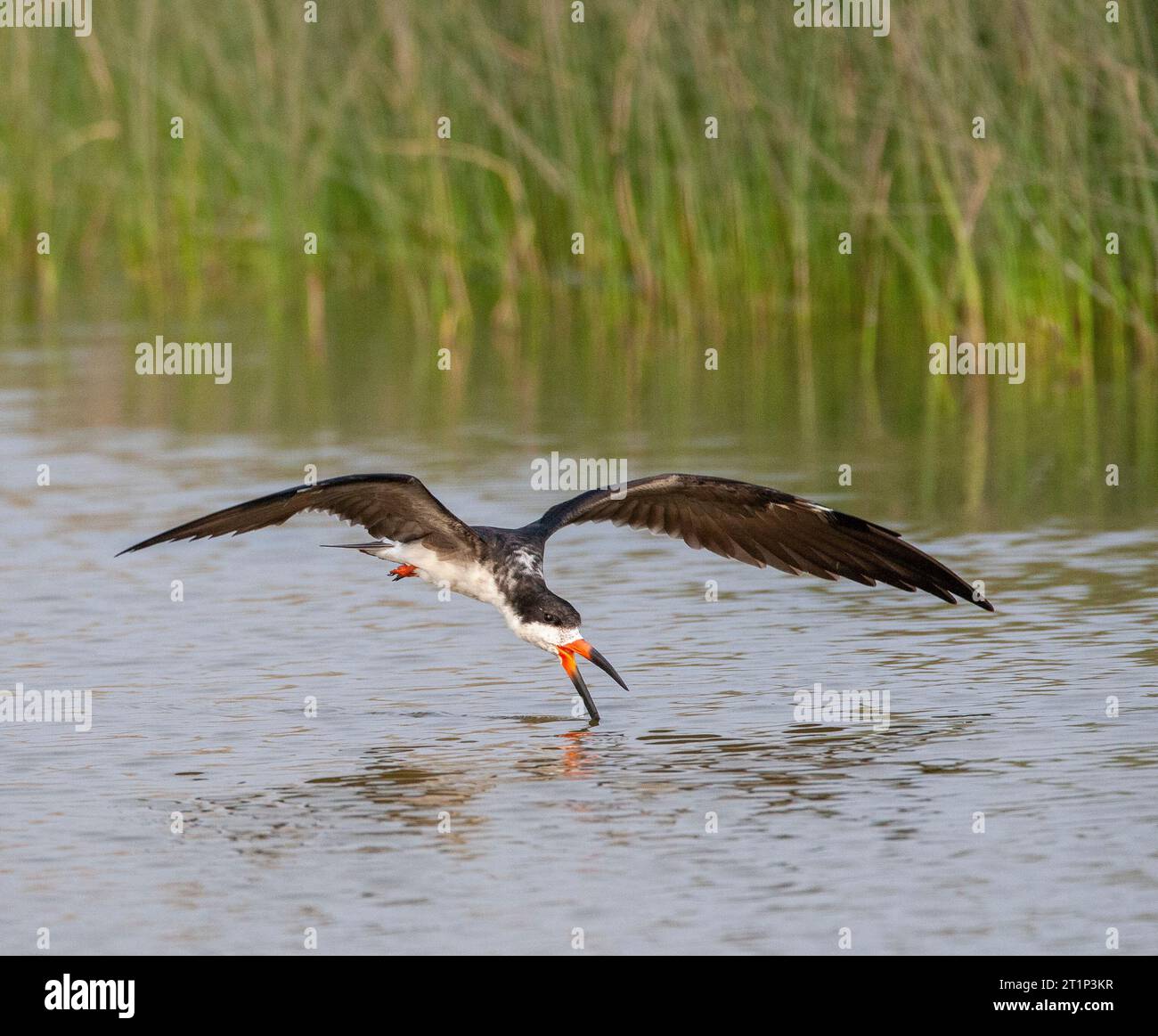 Fishing Black skimmer (Rynchops niger) at Pantanos de Villa Wildlife ...