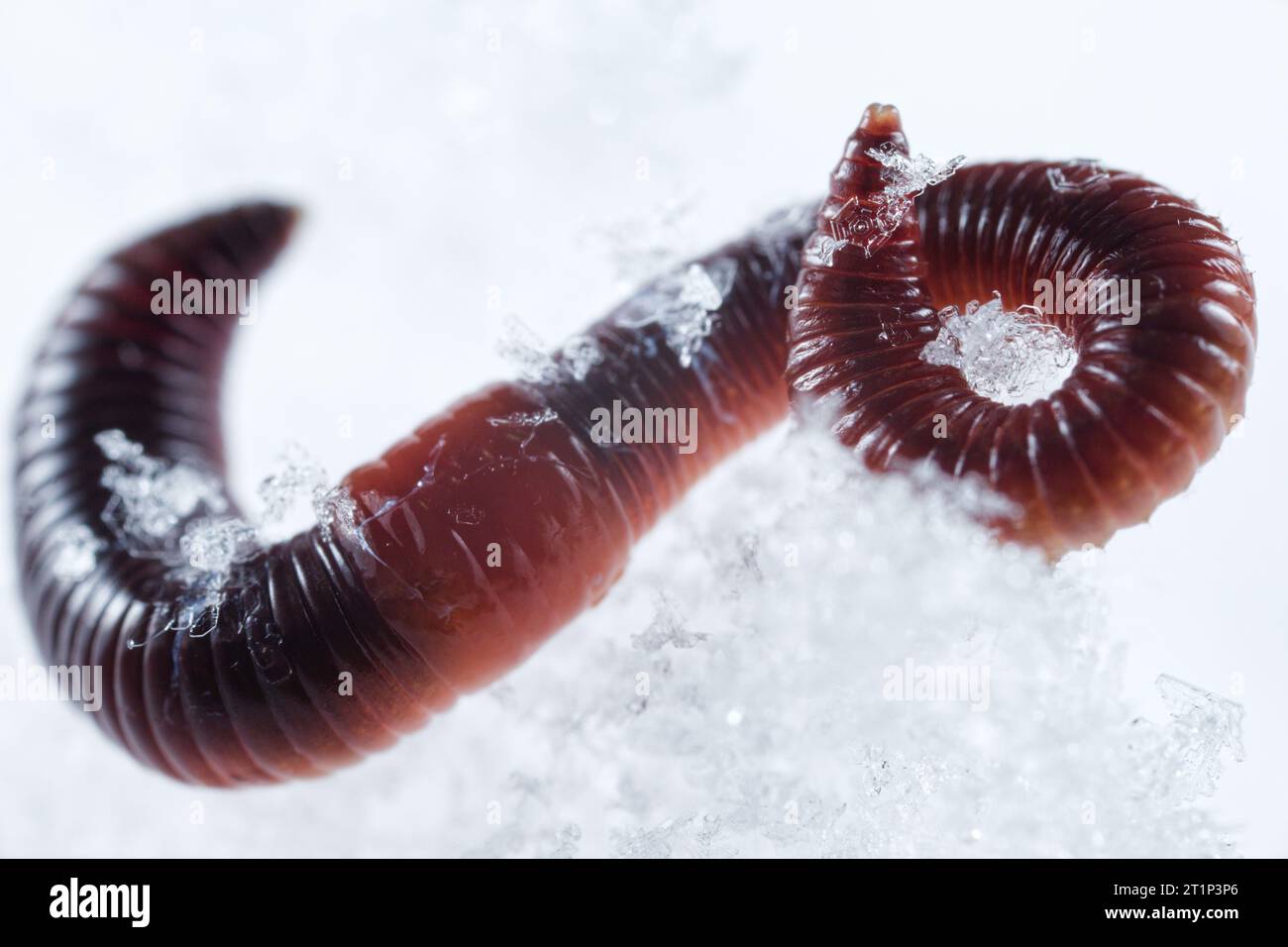 Segmented earthworm hi-res stock photography and images - Alamy