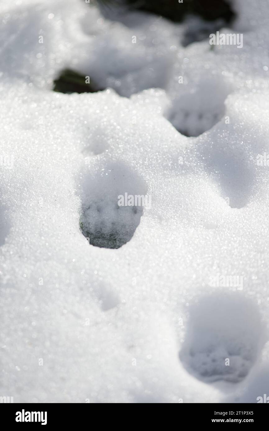 Badger paw hi-res stock photography and images - Alamy