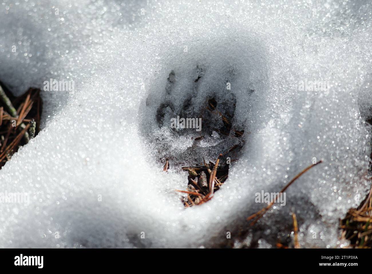 Badger tracks hi-res stock photography and images - Alamy