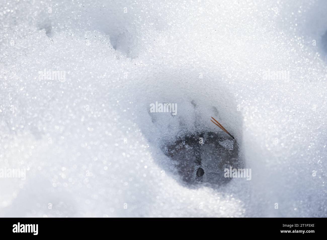 European badger snow tracks, wild Finland Stock Photo - Alamy