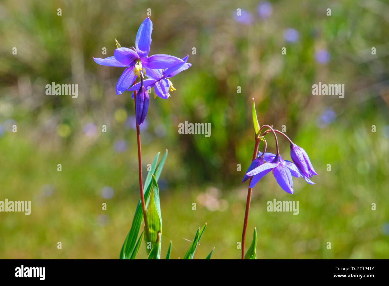 Australian native plant species hi-res stock photography and images - Alamy