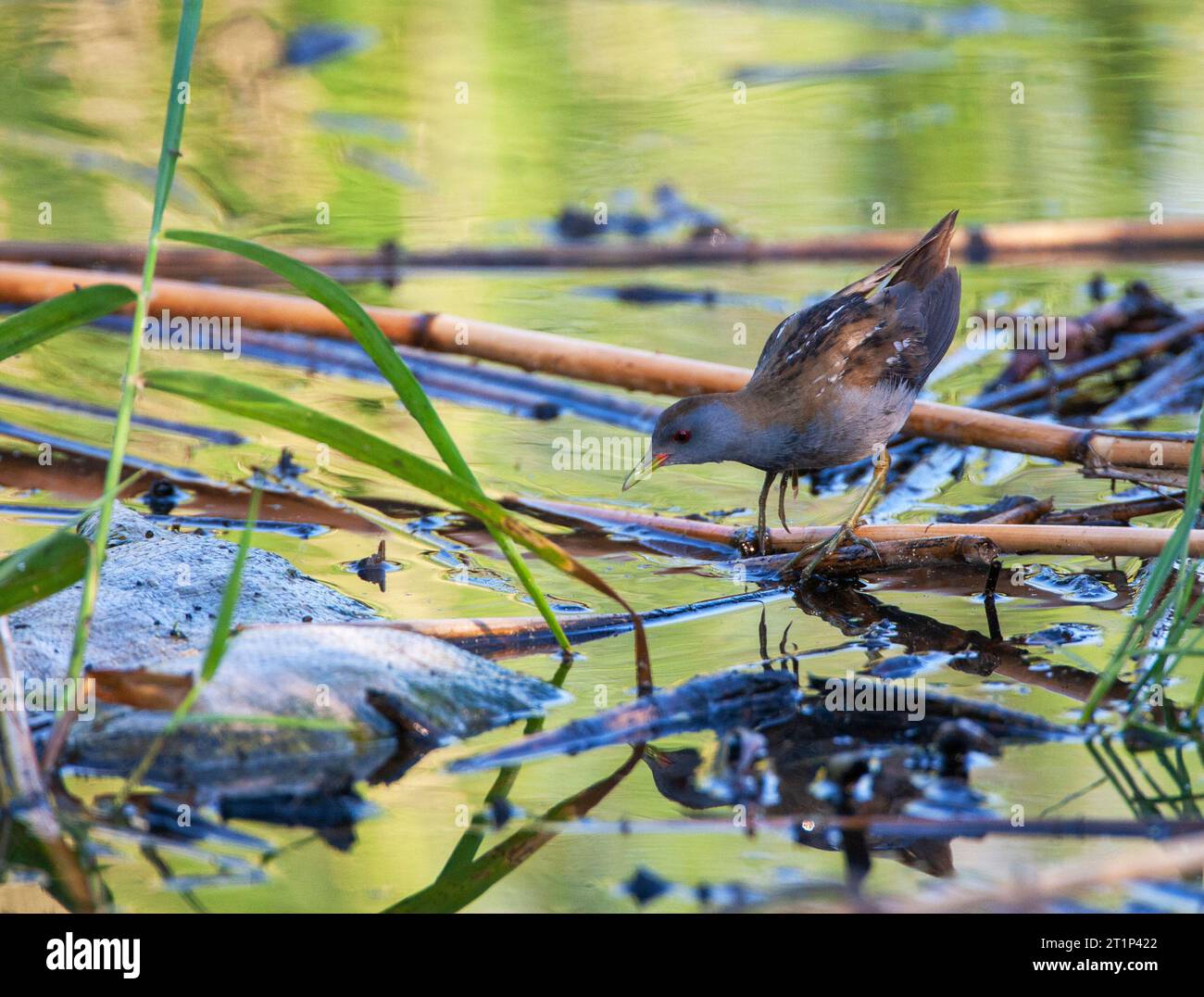 Adult Little Crake (Zapornia parva) during spring migration on the ...
