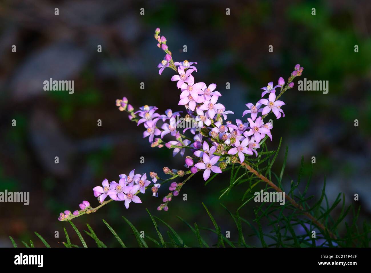 The pink to mauve flowers of Pepper and Salt, Philotheca spicata, a ...