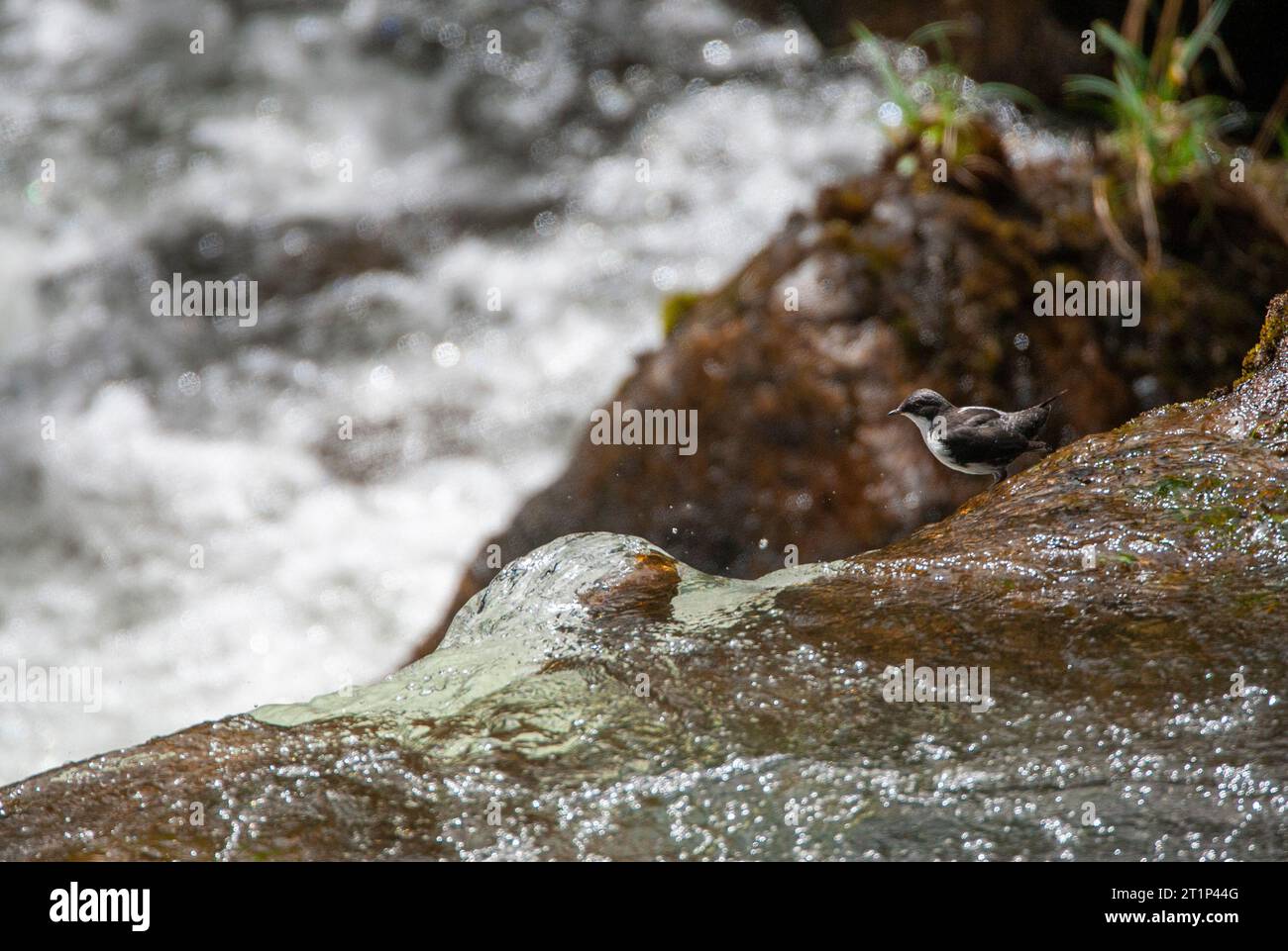White-capped Dipper, (Cinclus leucocephalus) in fast flowing river on ...