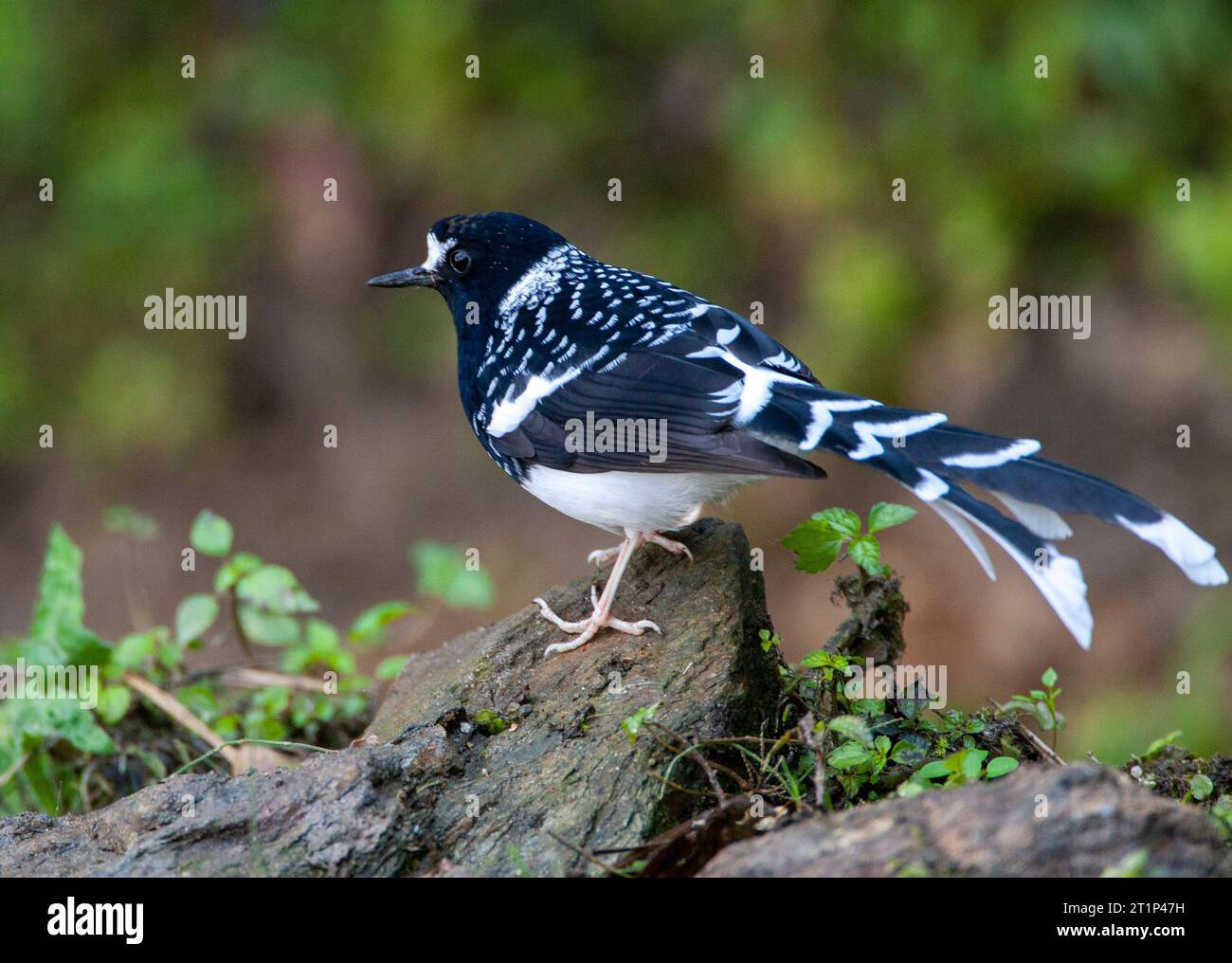 Spotted Forktail, Enicurus maculatus) foraging at a roadside in the ...
