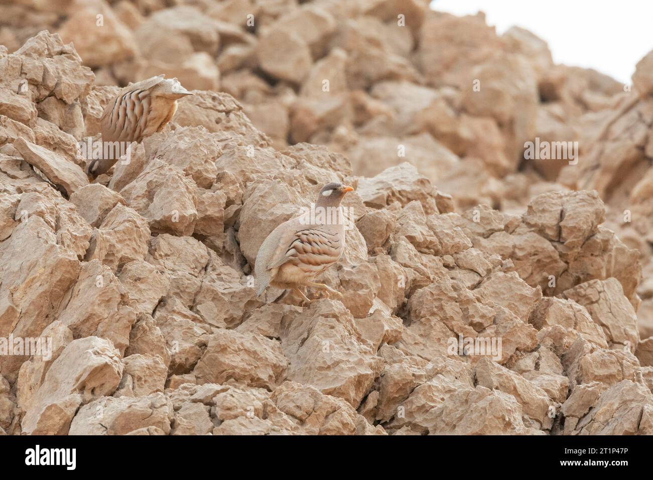 Sand Partridge (Ammoperdix heyi) walking over rocks in Wadi near Eilat ...