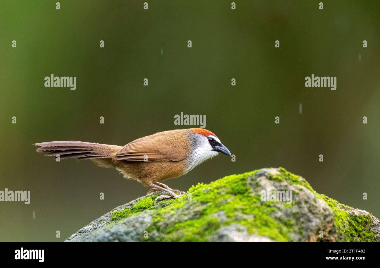 Chestnut-capped Babbler (Timalia pileata) perched in river habitat in southeast China. Standing ...