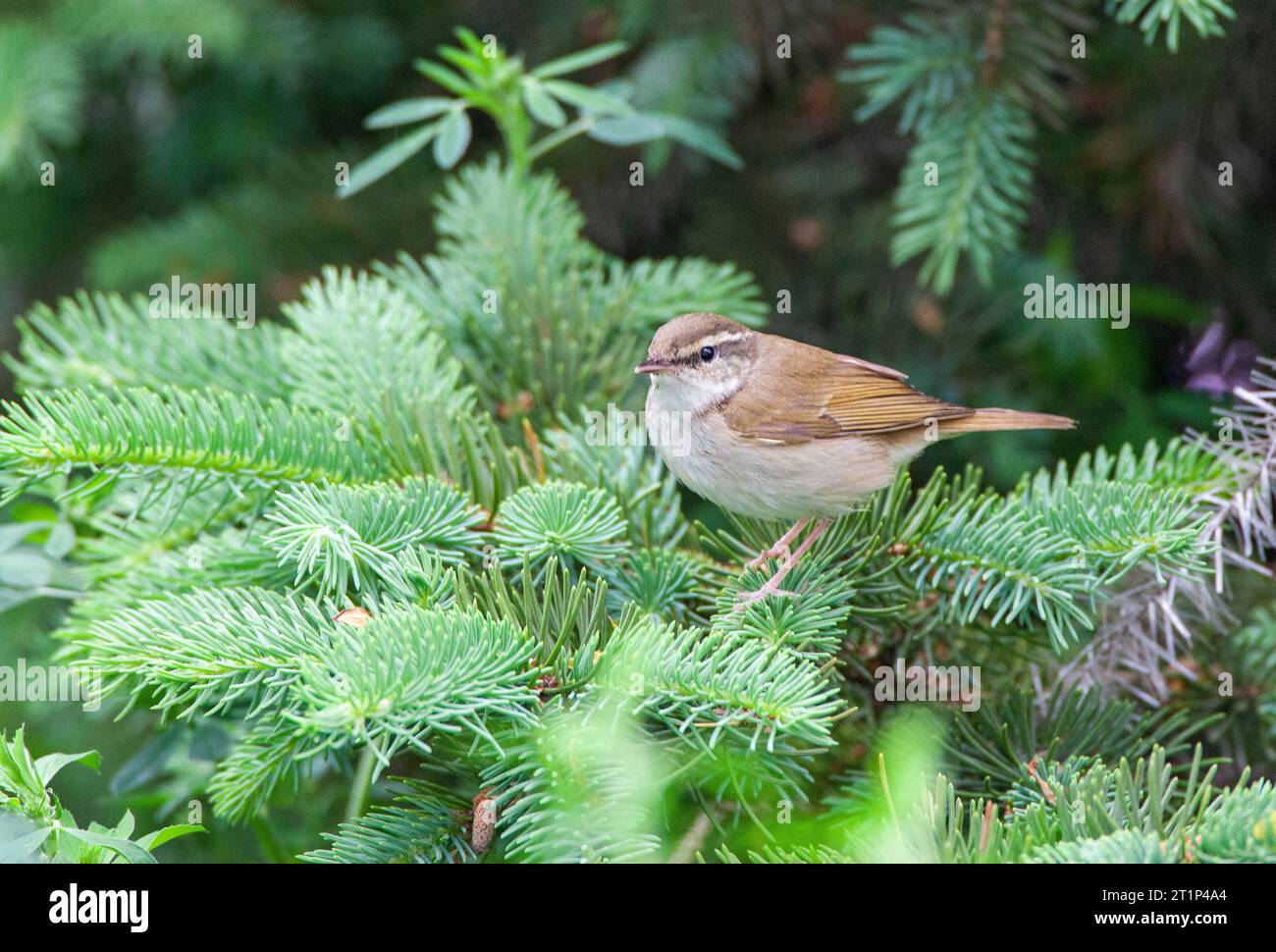 Pale-legged leaf warbler (Phylloscopus tenellipes) during spring ...