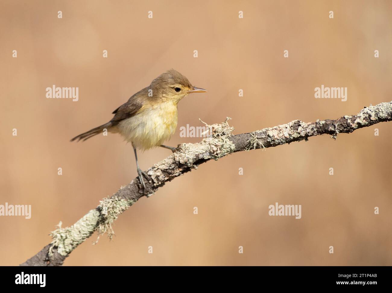 Adult Melodious Warbler (Hippolais polyglotta) during summer in Spain ...
