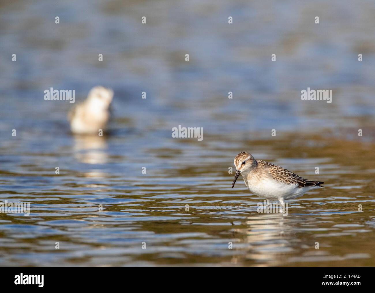 Immature Semipalmated Sandpiper (Calidris pusilla) at Cabo da Praia ...