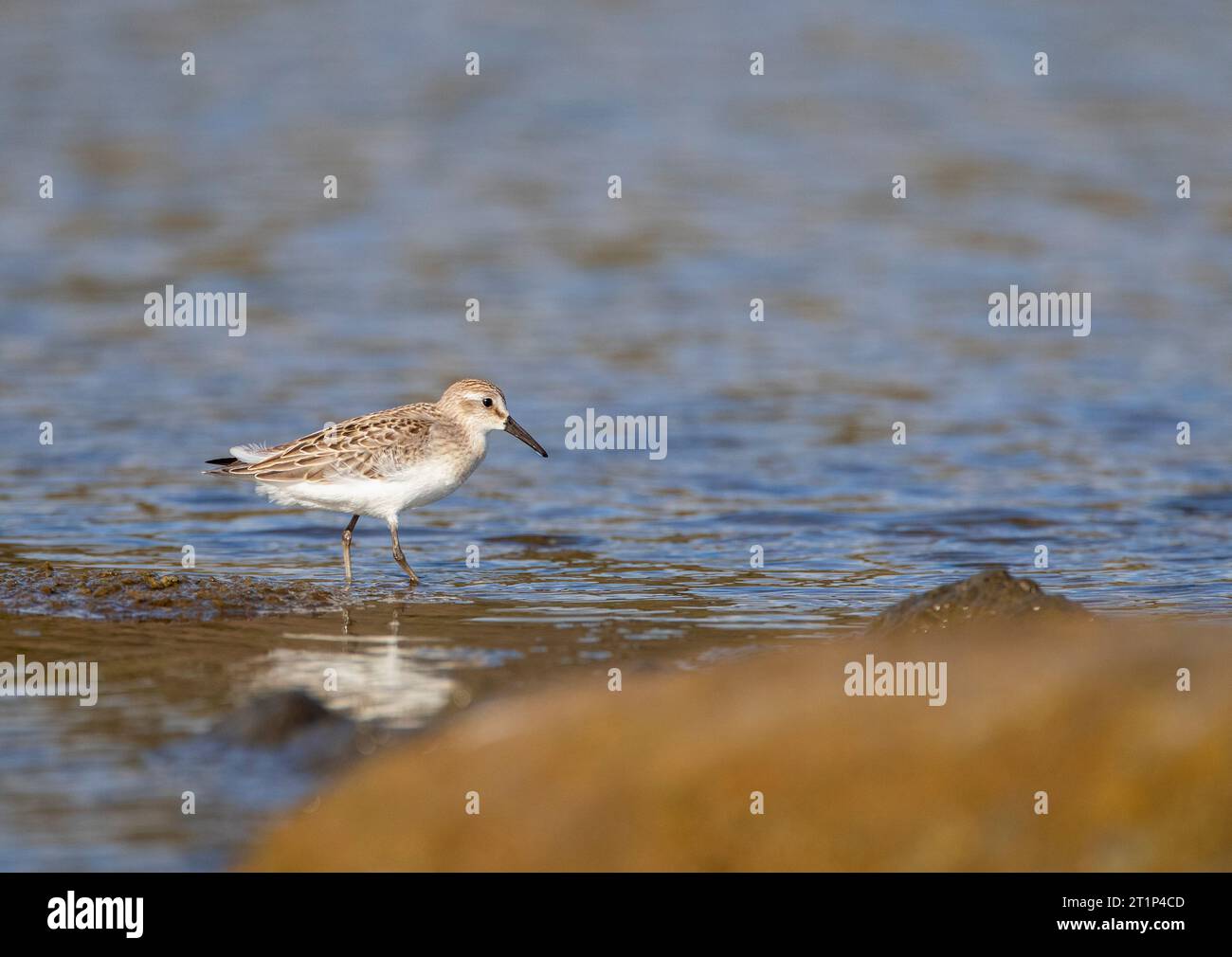 Immature Semipalmated Sandpiper (Calidris pusilla) at Cabo da Praia ...