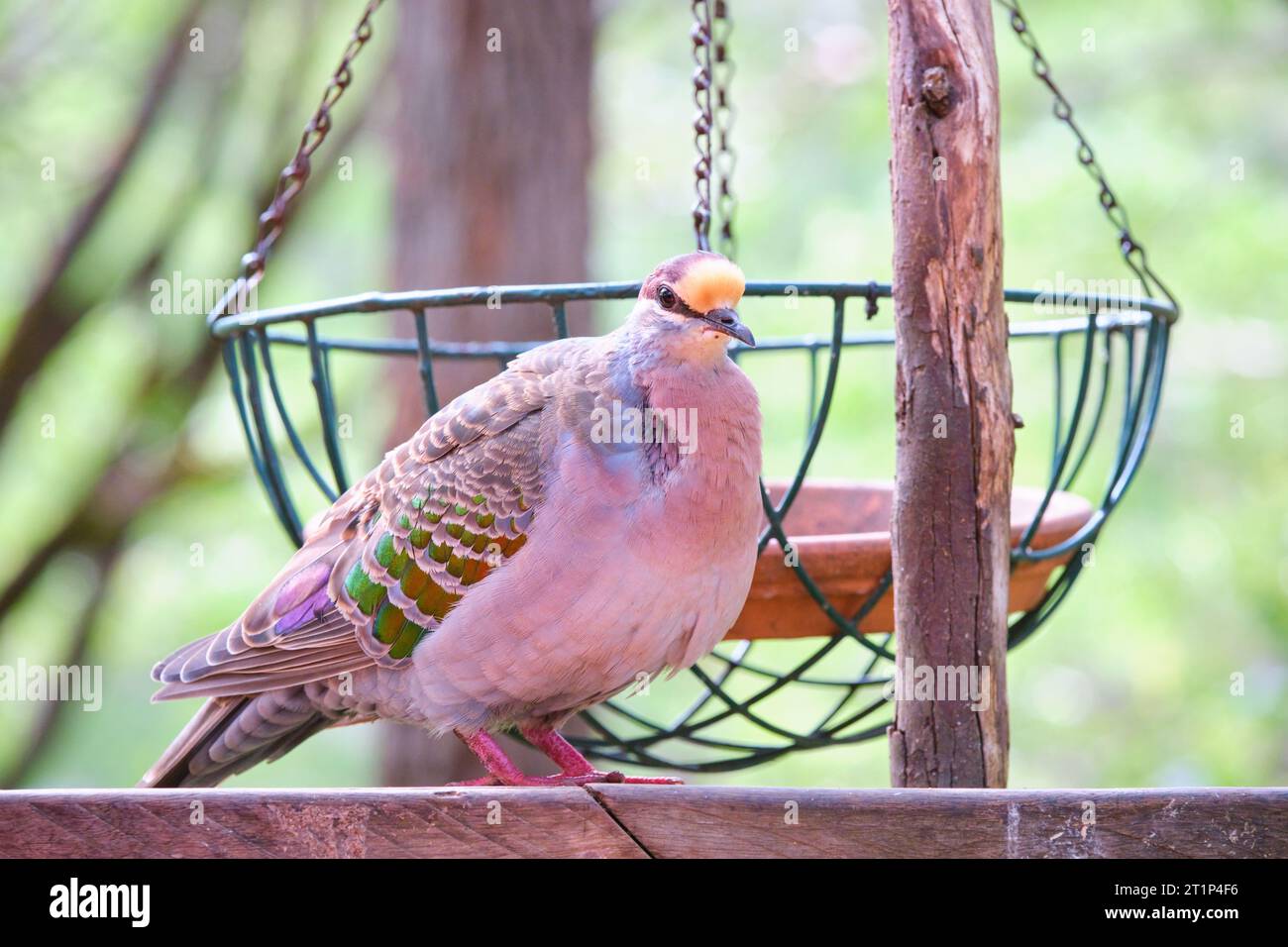 A male Common Bronzewing, Phaps chalcoptera, a species of medium-sized ...
