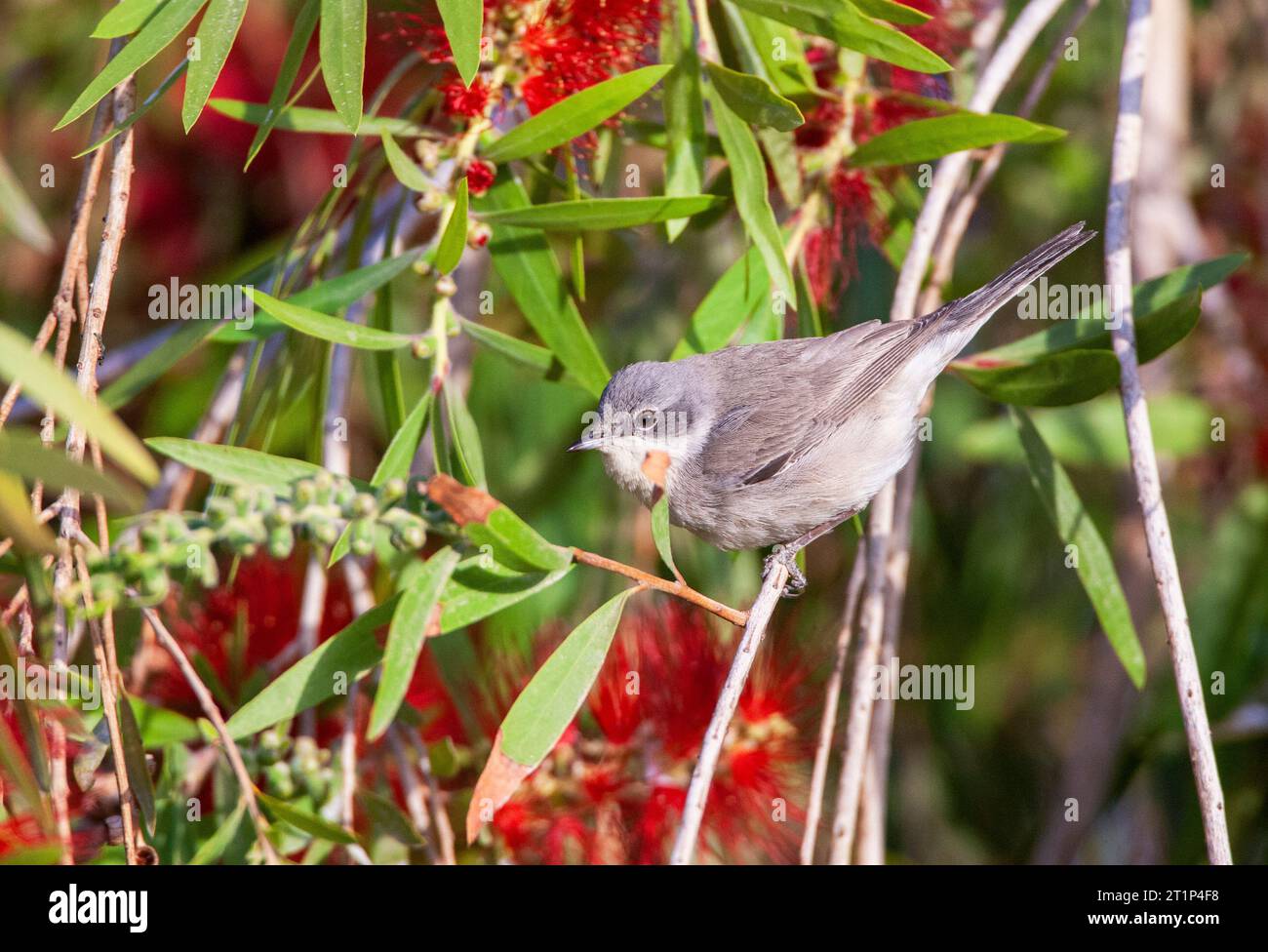 Lesser Whitethroat (Curruca curruca) in Israel Stock Photo - Alamy