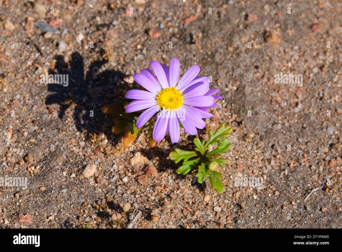 Wildflowers of australia hi-res stock photography and images - Alamy