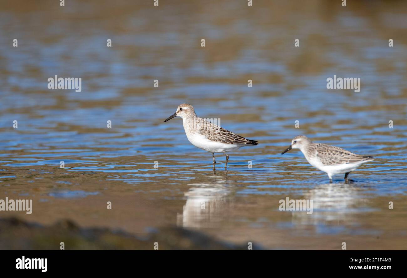 Immature Semipalmated Sandpiper (Calidris pusilla) at Cabo da Praia ...