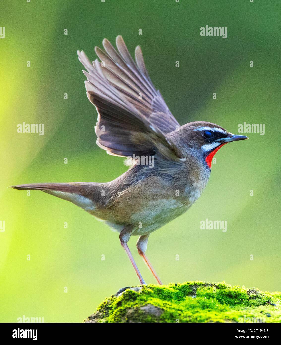 Riverine fauna hi-res stock photography and images - Alamy