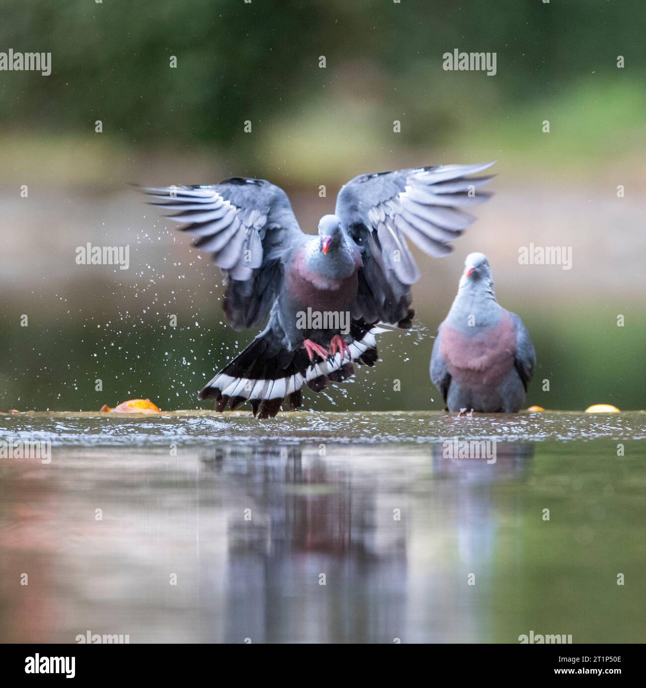 Endemic Trocaz Pigeon (Columba trocaz), also known as Madeira laurel ...