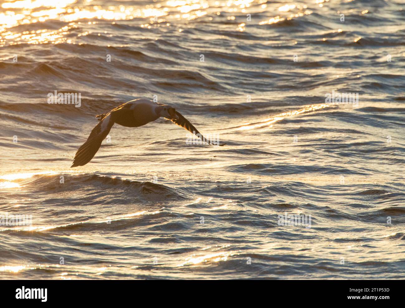 King Eider (Somateria spectabilis) in flight over the sea in the ...