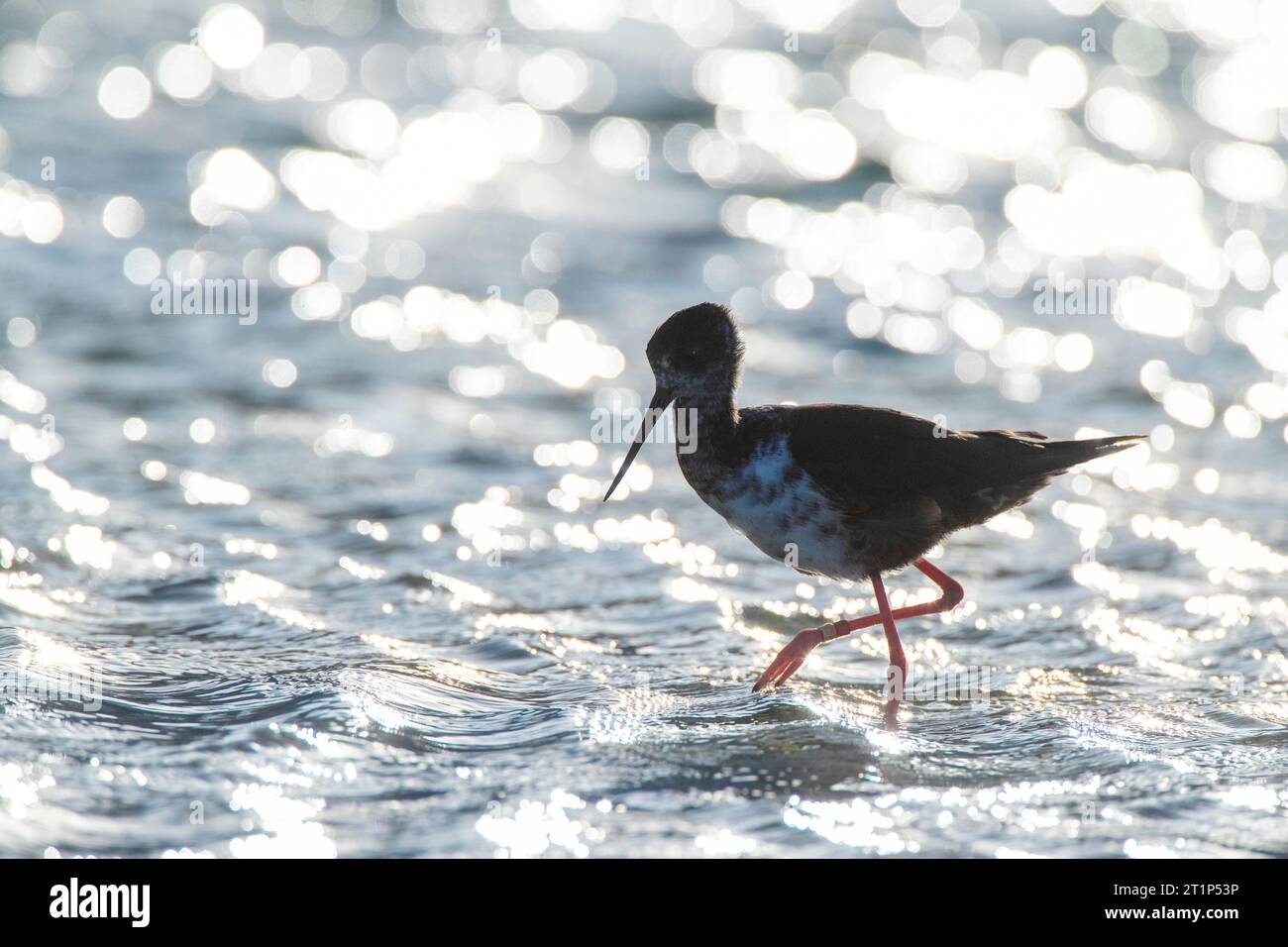 Immature Black Stilt (Himantopus novaezelandiae) wading in river delta ...