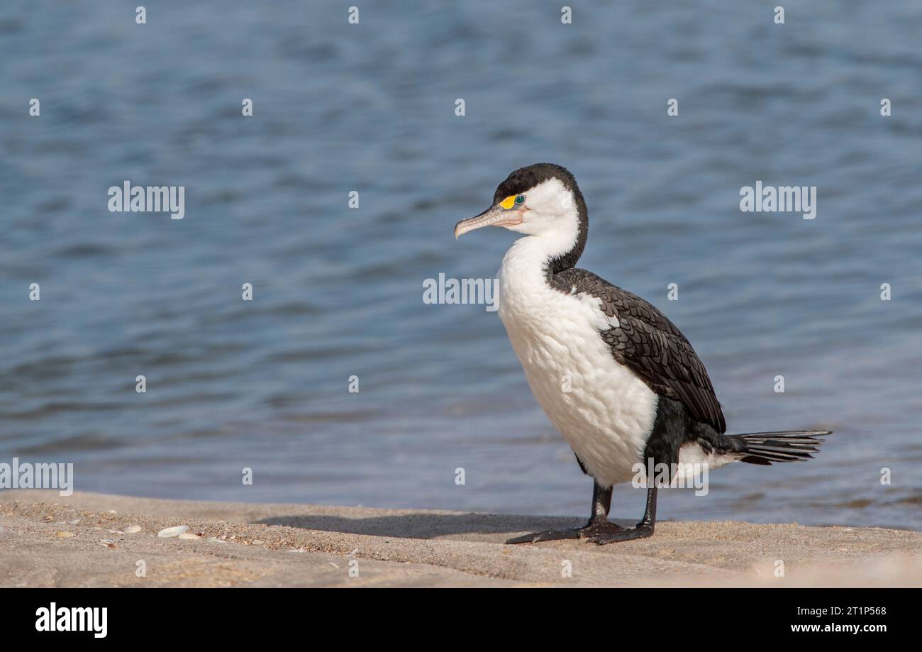 Adult Australian Pied Cormorant, Phalacrocorax varius varius) standing ...
