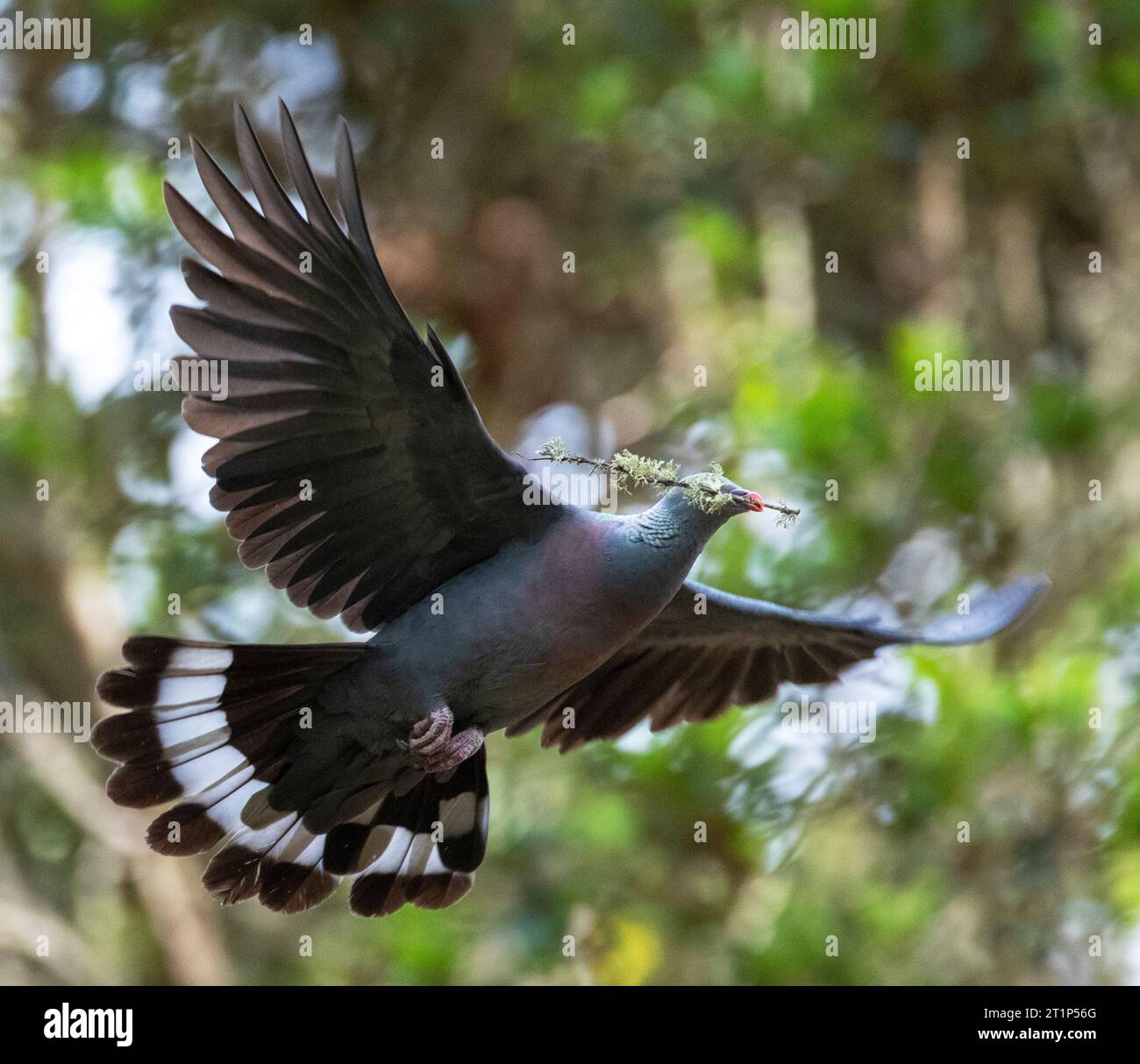 Endemic Trocaz Pigeon (Columba trocaz), also known as Madeira laurel ...