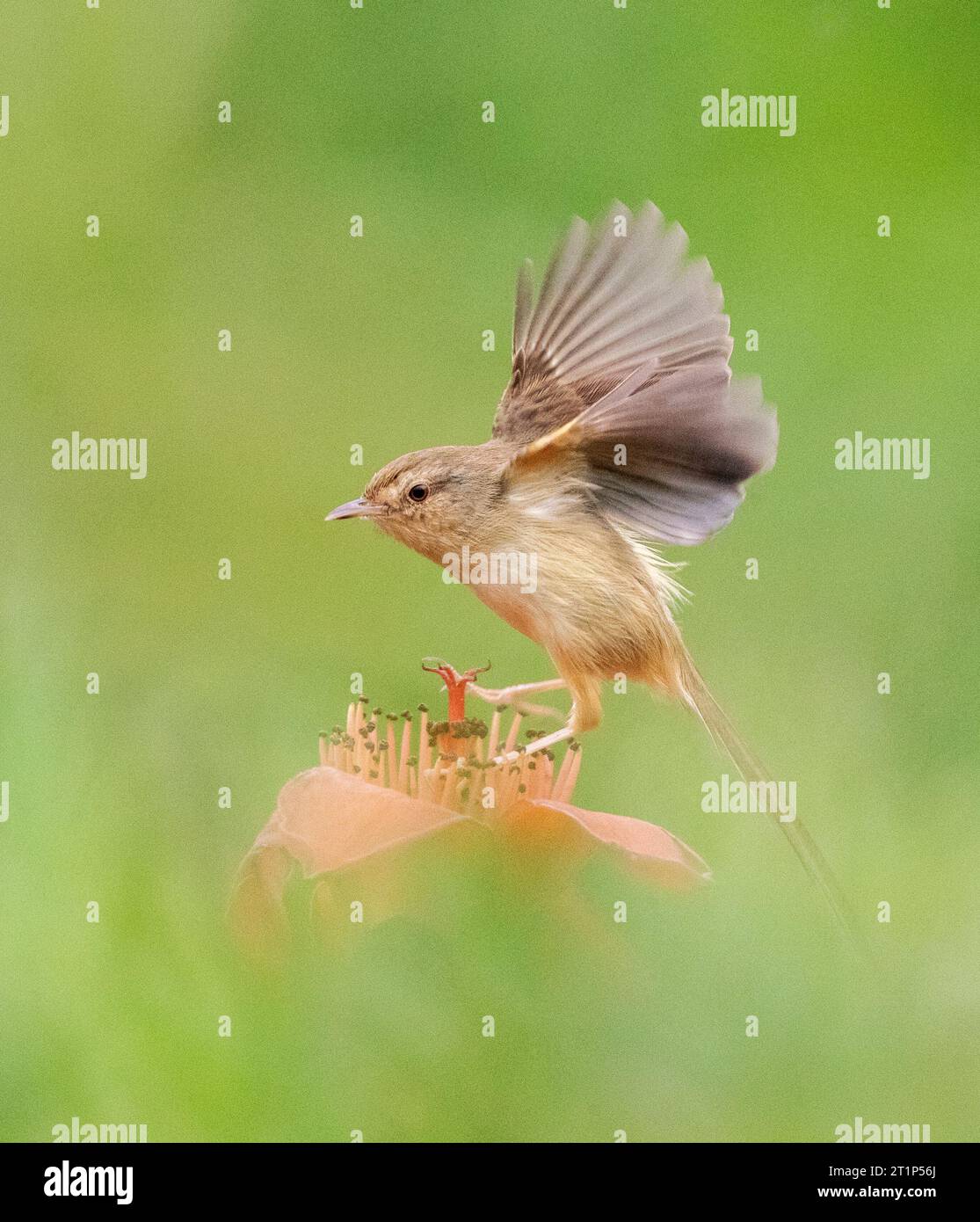 Plain Prinia (Prinia inornata) in Guangxi province, in the Sino ...
