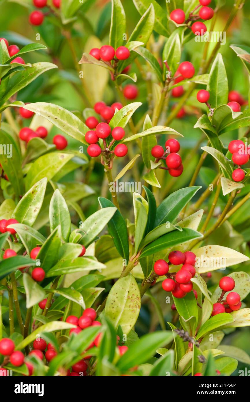 Skimmia red princess hi-res stock photography and images - Alamy