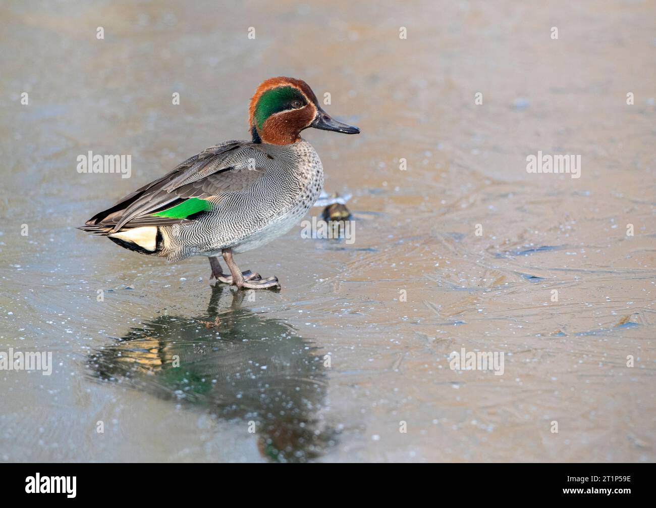 Eurasian Teal (Anas crecca) at Katwijk, Netherlands. Also known as ...