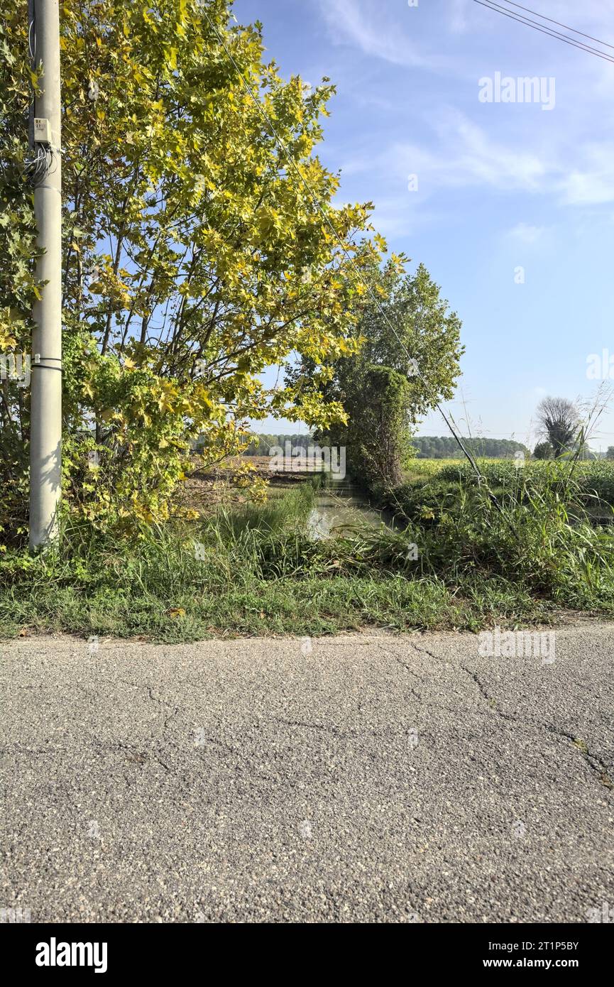 Tree by the edge of a trench full of water between fields in the ...