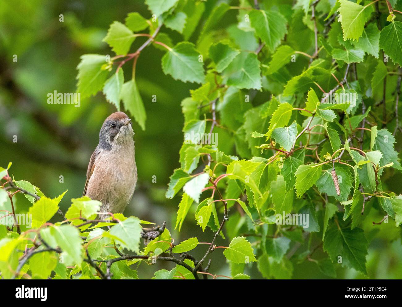 Pipipi (Mohoua novaeseelandiae) on South island, New Zealand. Also ...