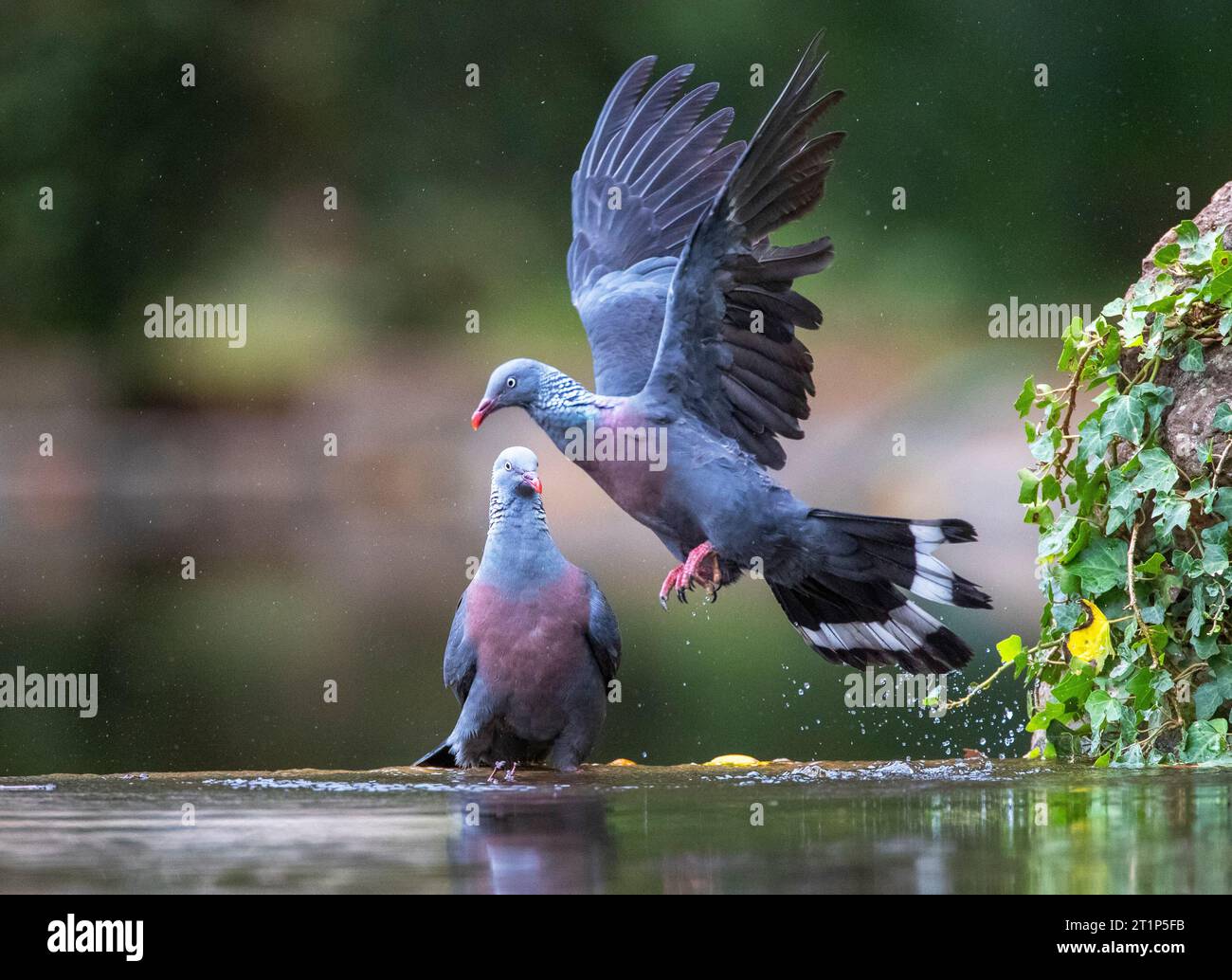 Endemic Trocaz Pigeon (Columba trocaz), also known as Madeira laurel ...