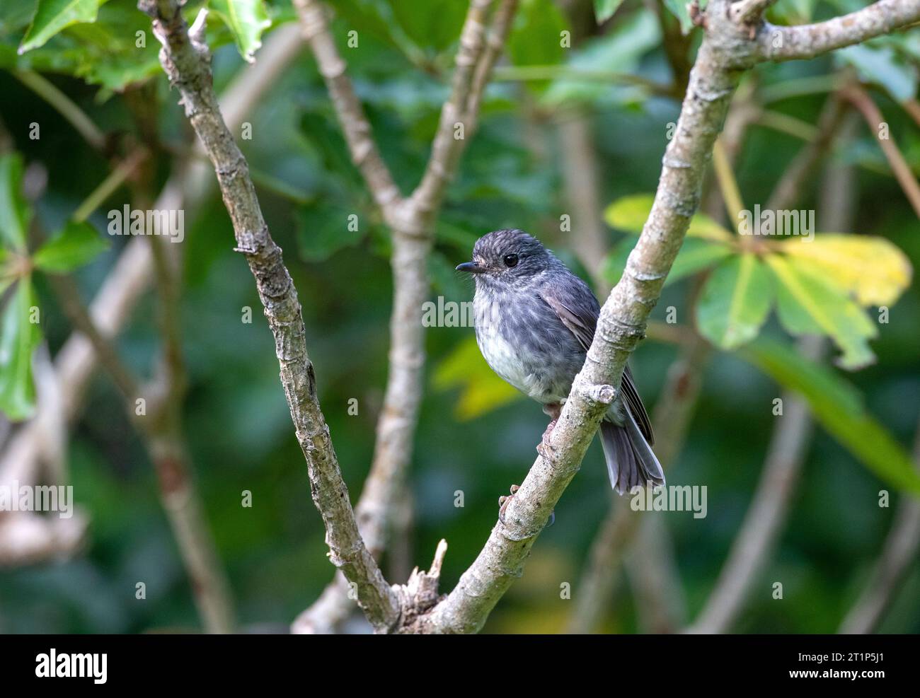 North Island Robin (Petroica longipes), an endemic species of New ...
