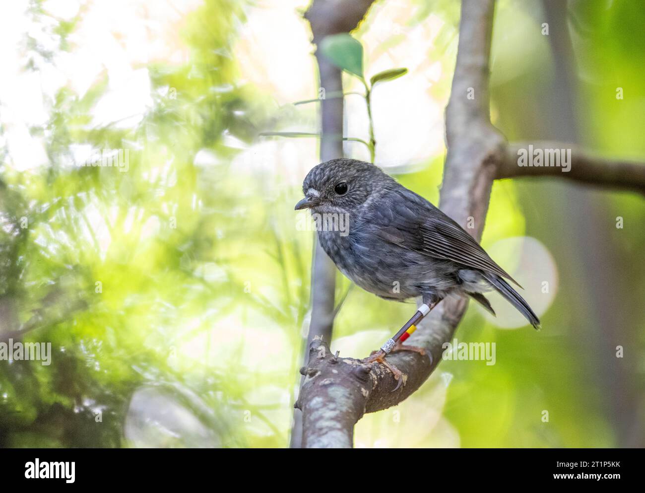 North Island Robin (Petroica longipes), an endemic species of New ...