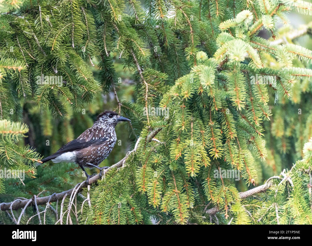 Nutcracker bird species hi-res stock photography and images - Alamy