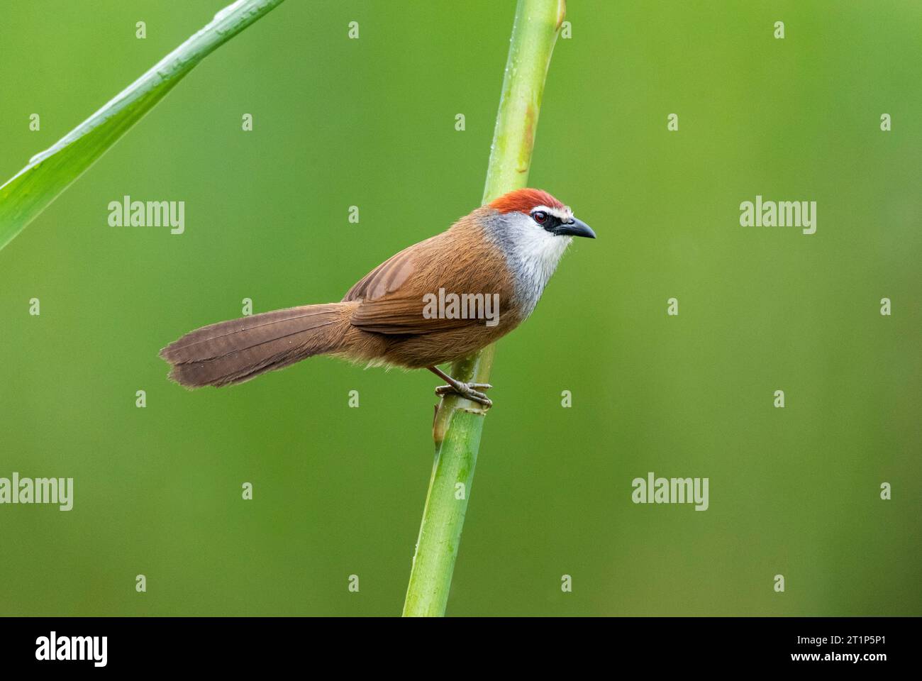 Chestnut-capped Babbler (Timalia pileata) perched in river habitat in ...